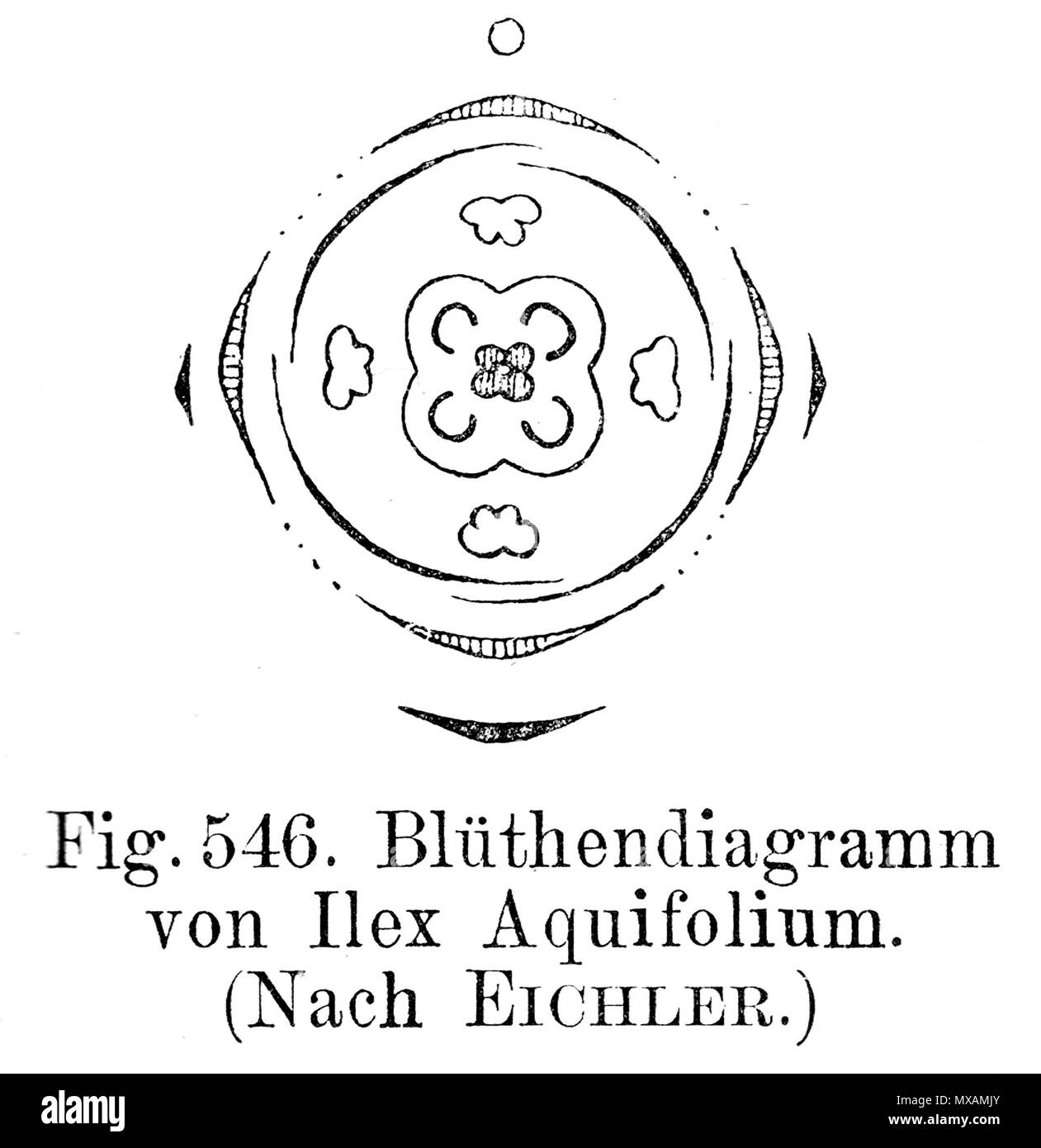 . Diagram of a flower of Ilex aquifolium (Aquifoliaceae) . scanned 11 ...
