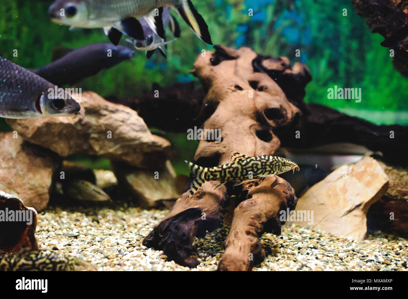 beautiful exotic large aquarium fish swimming in the water, marine life ...