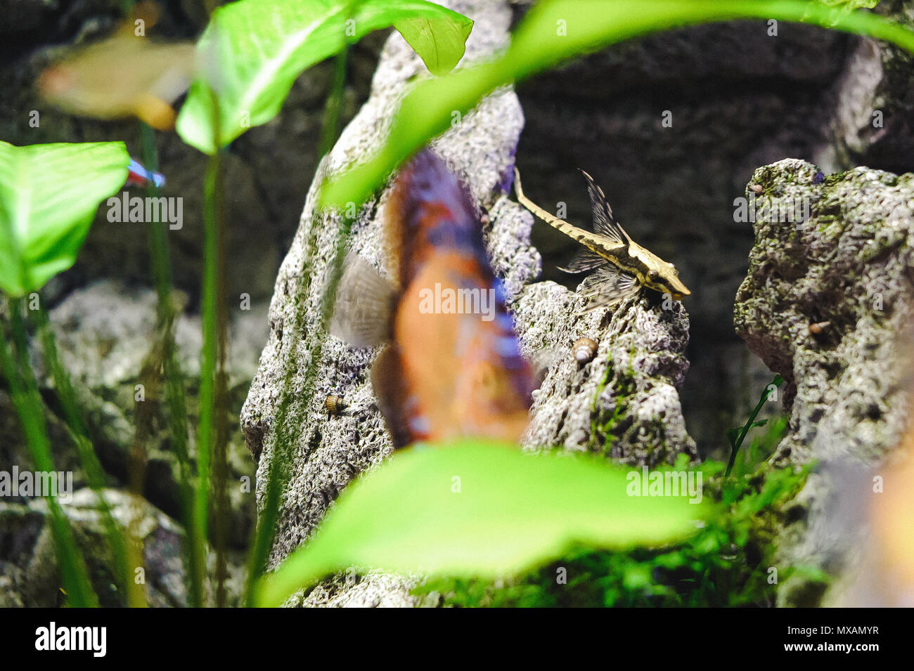 beautiful exotic large aquarium fish swimming in the water, marine life ...