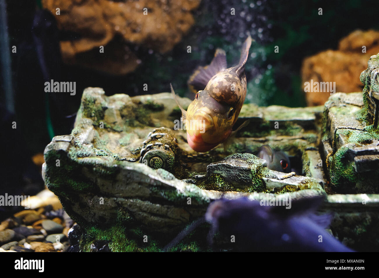 beautiful exotic large aquarium fish swimming in the water, marine life ...