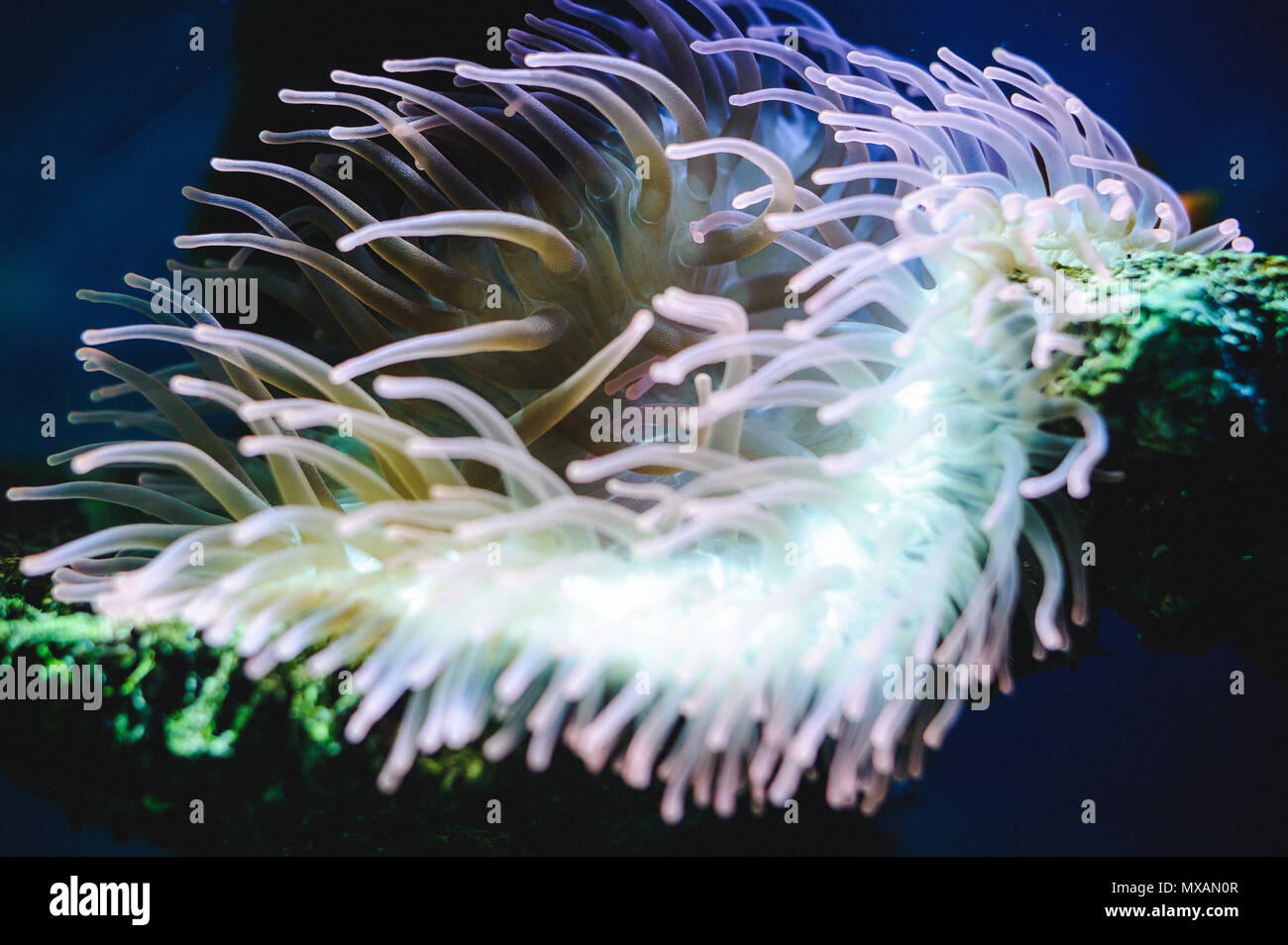 beautiful exotic large aquarium fish swimming in the water, marine life ...