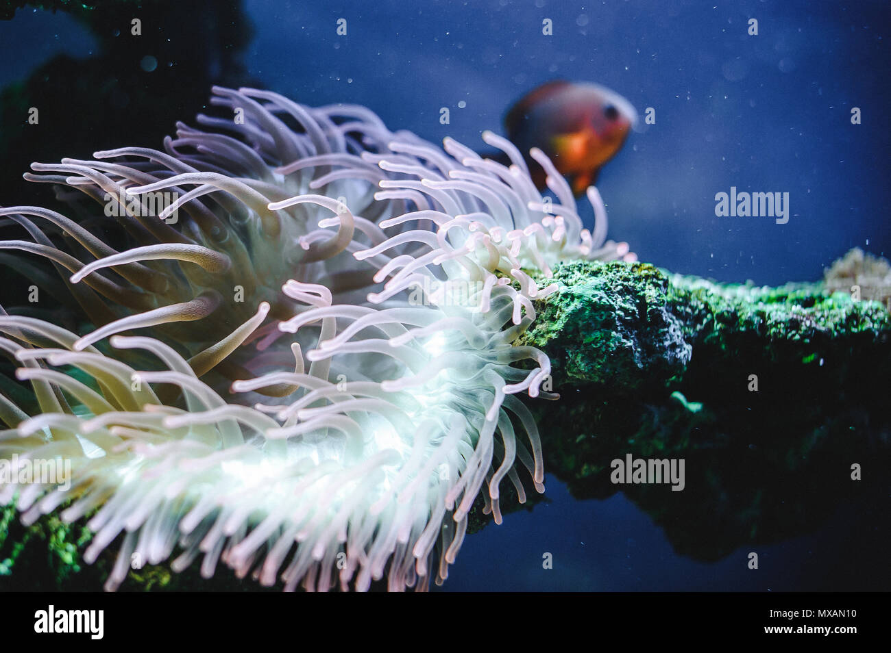 beautiful exotic large aquarium fish swimming in the water, marine life ...