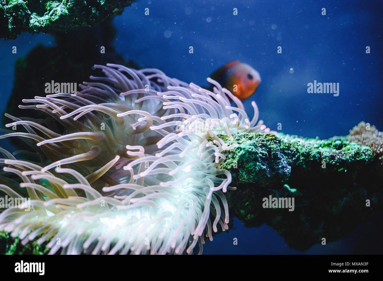 beautiful exotic large aquarium fish swimming in the water, marine life ...