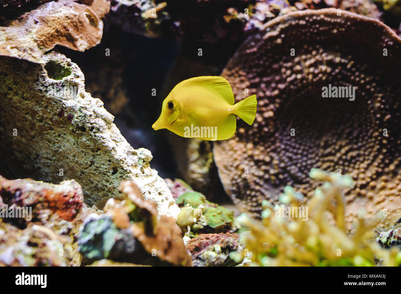 beautiful exotic large aquarium fish swimming in the water, marine life ...