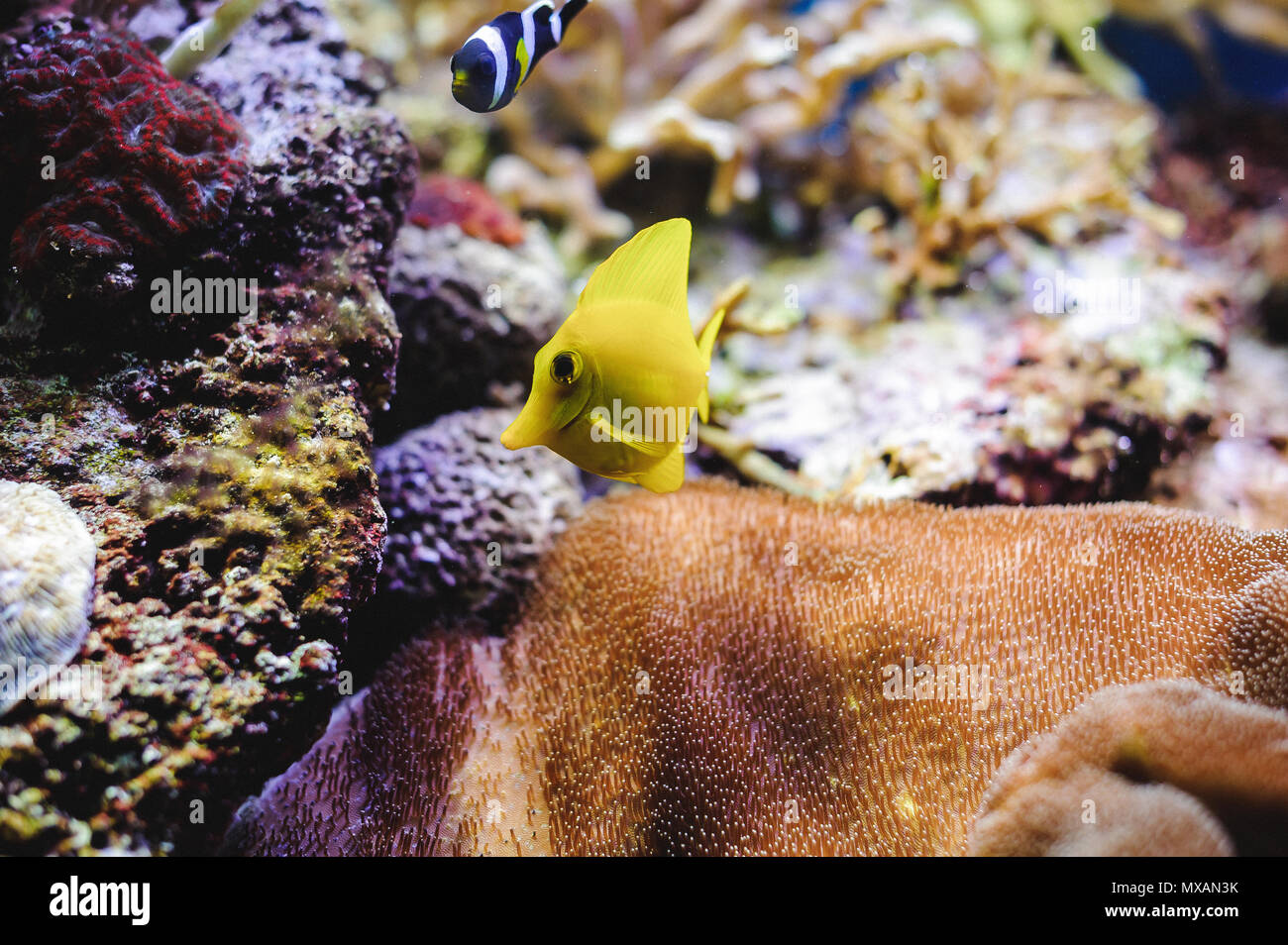 beautiful exotic large aquarium fish swimming in the water, marine life ...