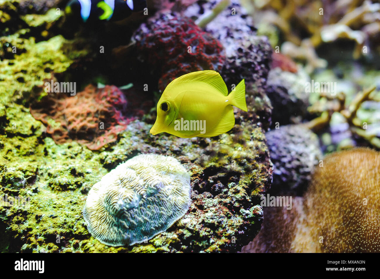 beautiful exotic large aquarium fish swimming in the water, marine life ...