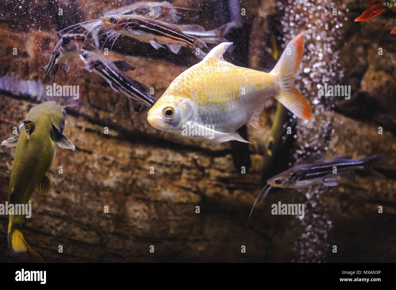 beautiful exotic large aquarium fish swimming in the water, marine life ...