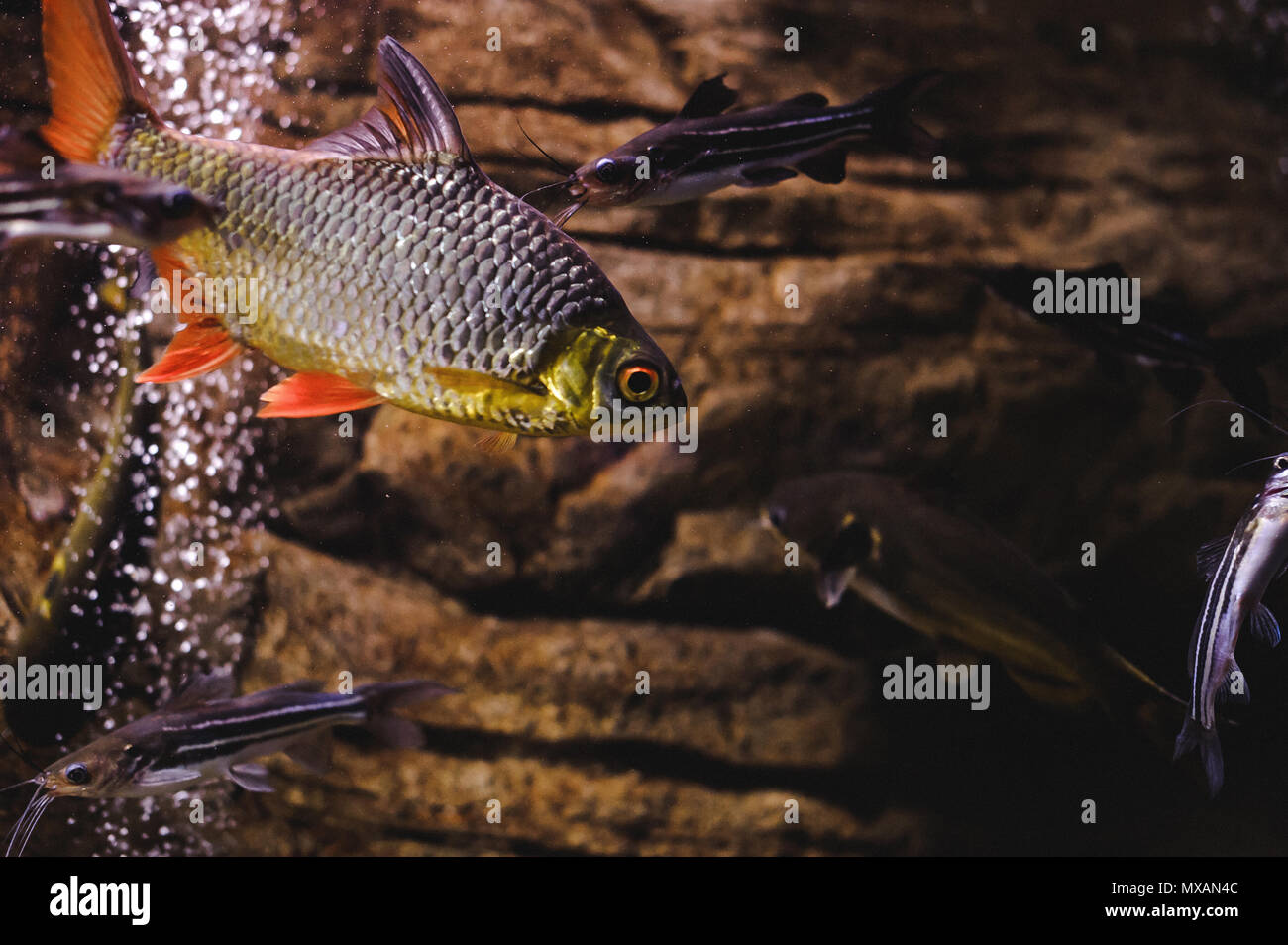 beautiful exotic large aquarium fish swimming in the water, marine life ...