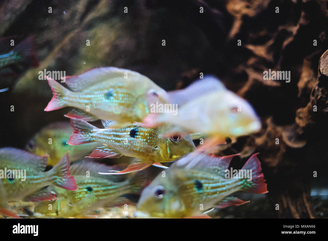 beautiful exotic large aquarium fish swimming in the water, marine life ...