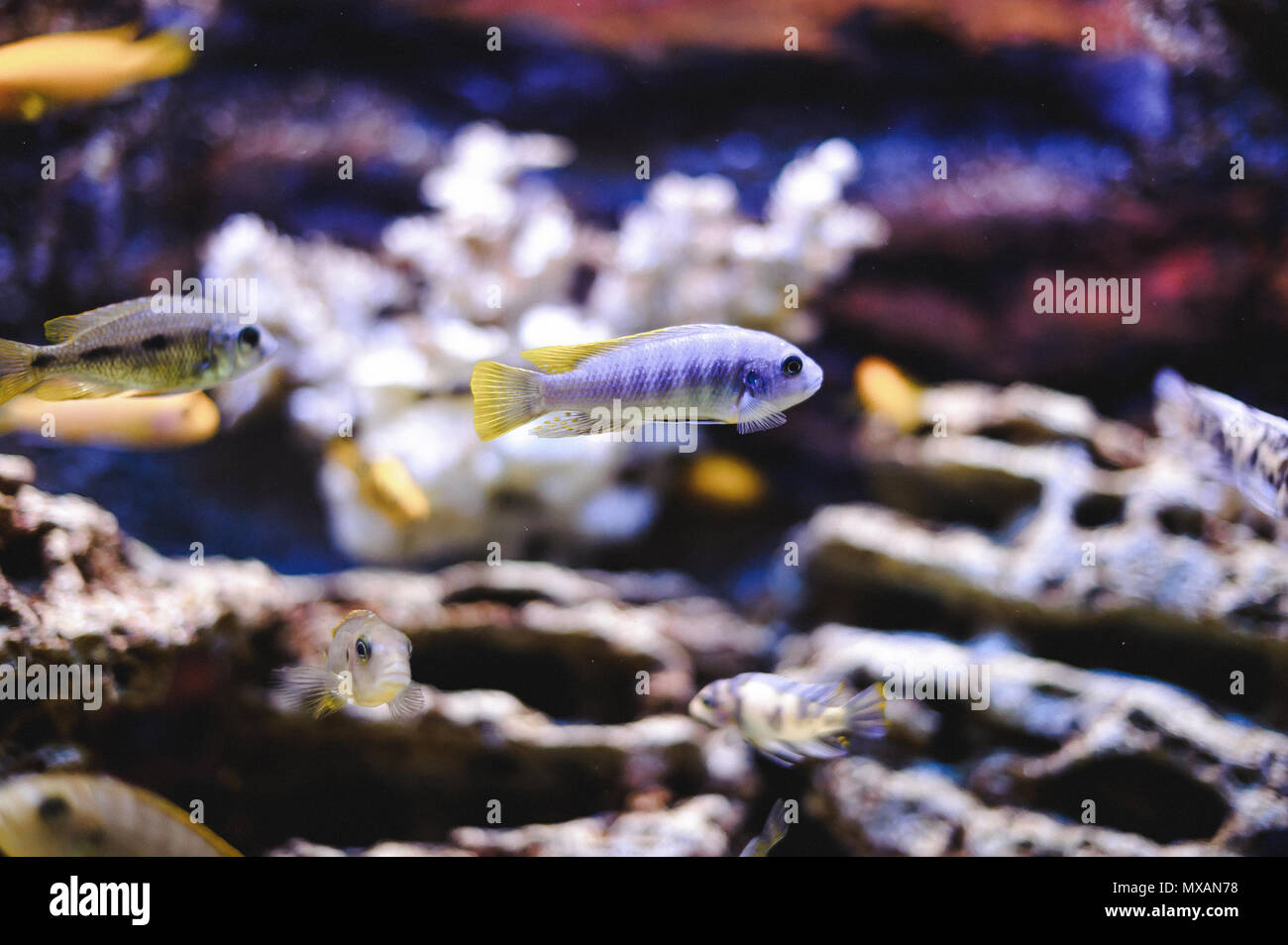 beautiful exotic large aquarium fish swimming in the water, marine life ...