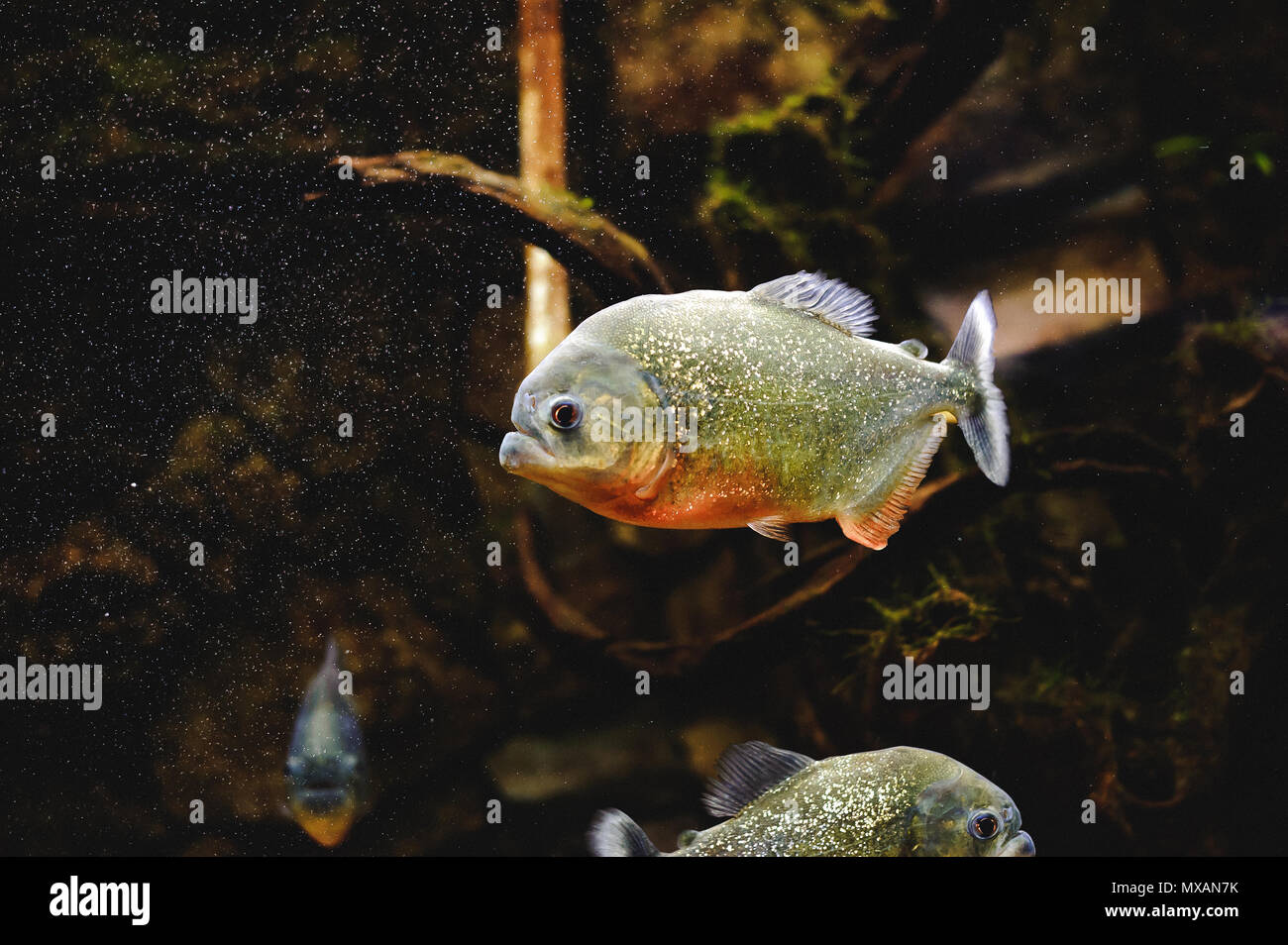 beautiful exotic large aquarium fish swimming in the water, marine life ...