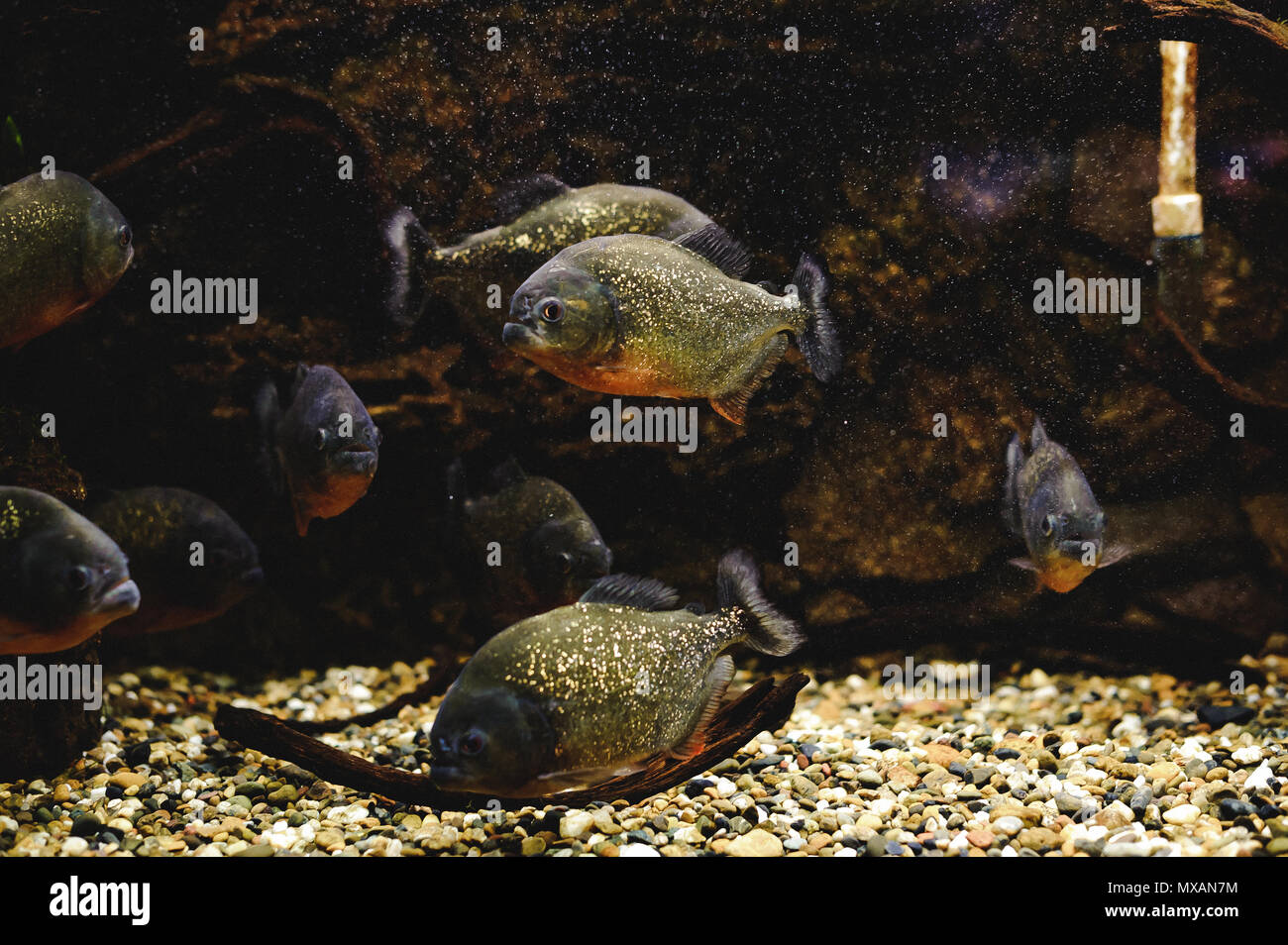 beautiful exotic large aquarium fish swimming in the water, marine life ...