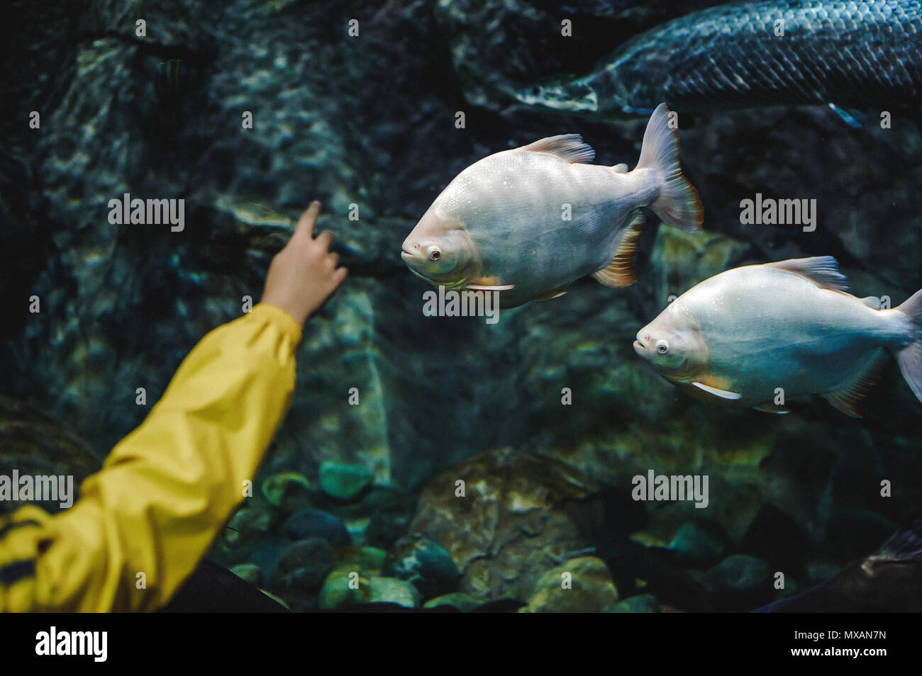 beautiful exotic large aquarium fish swimming in the water, marine life ...