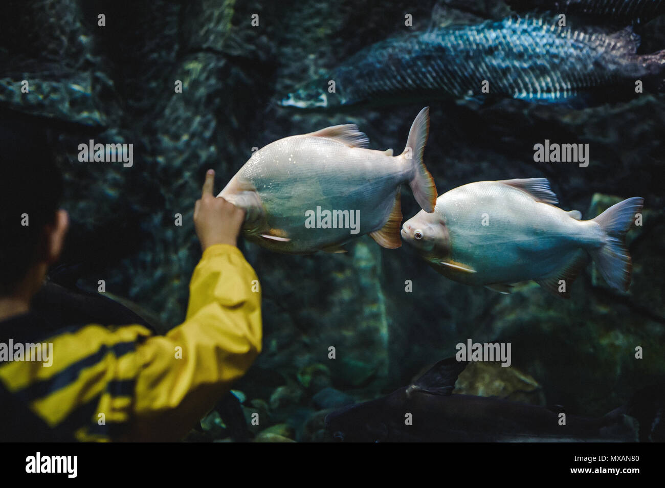 beautiful exotic large aquarium fish swimming in the water, marine life ...