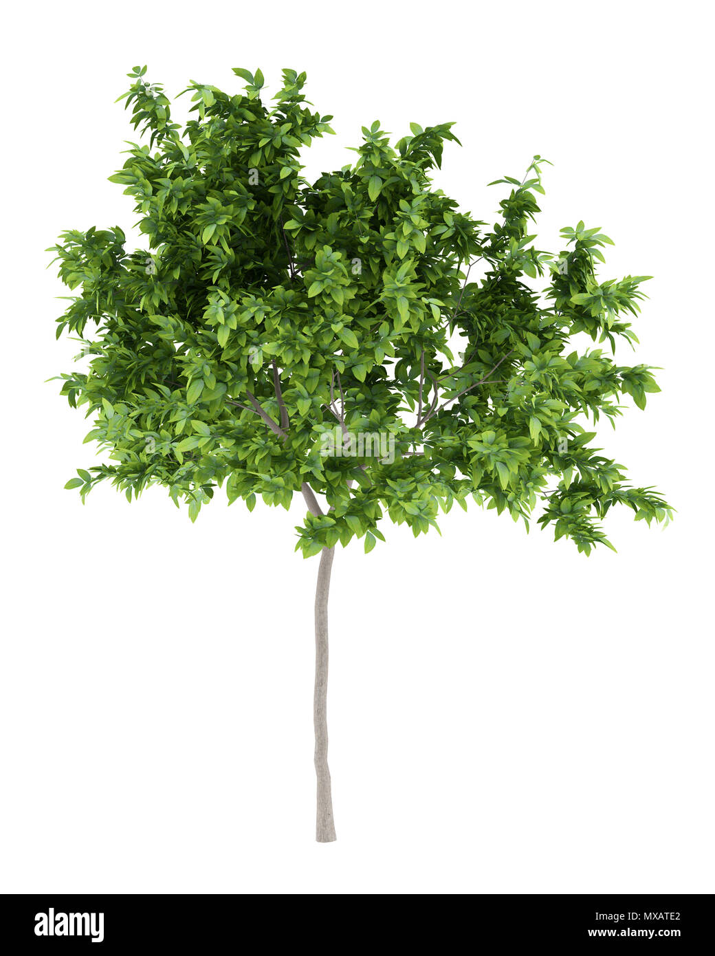 lemon tree isolated on white background. 3d illustration Stock Photo ...