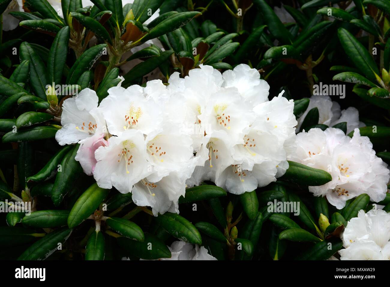 Rhododendron yakushimanum hi-res stock photography and images - Alamy