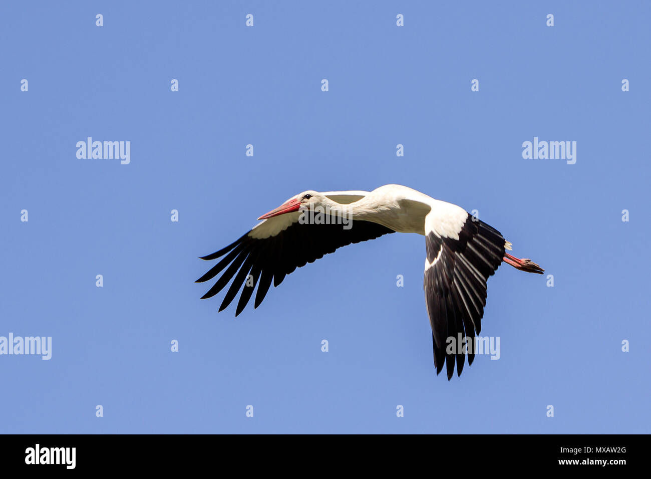 Elegant beautiful white stork bird with spread wings, black tail and ...