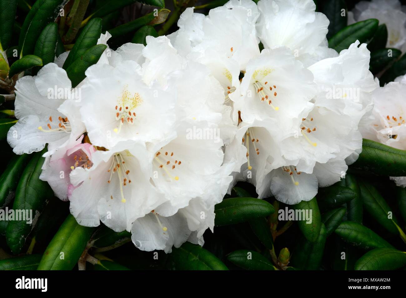 Trusses of pure white flowers of Rhododendron Yakushimanum Koichrio ...