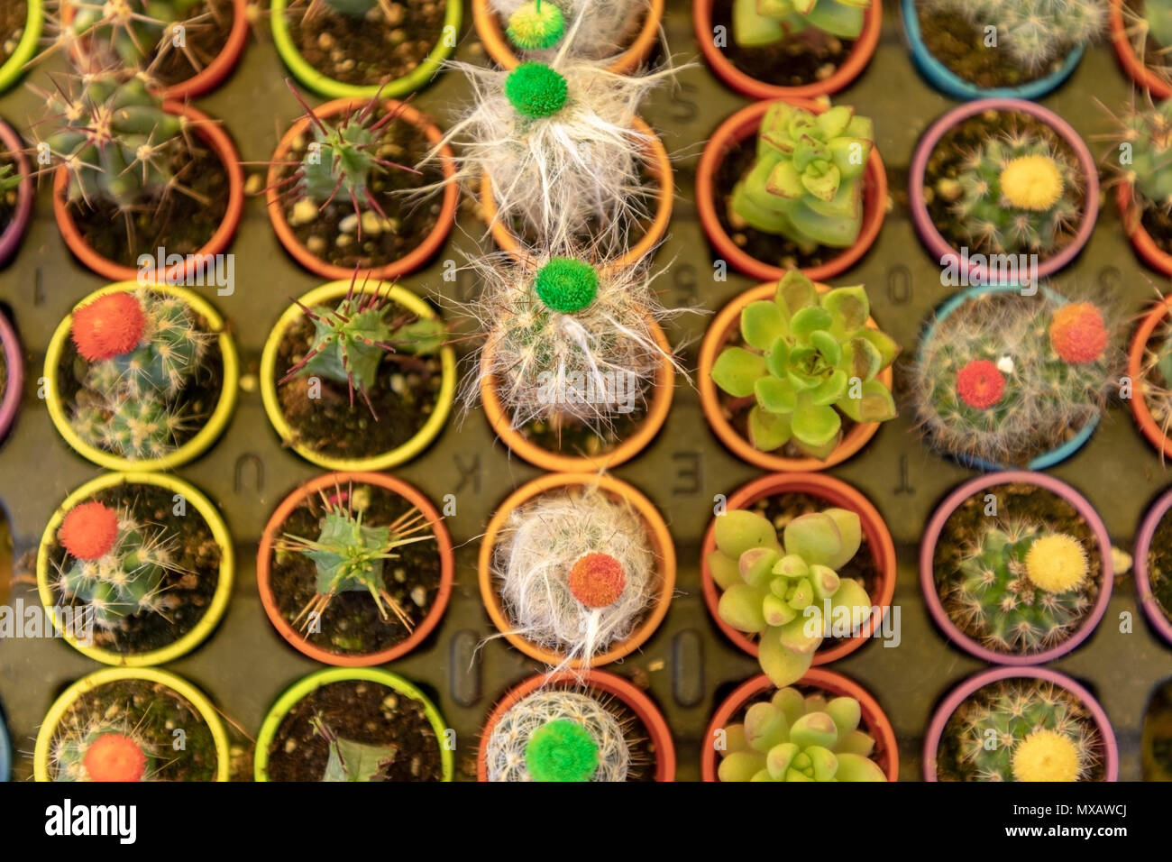 Various types of small succulents and cactus Stock Photo - Alamy