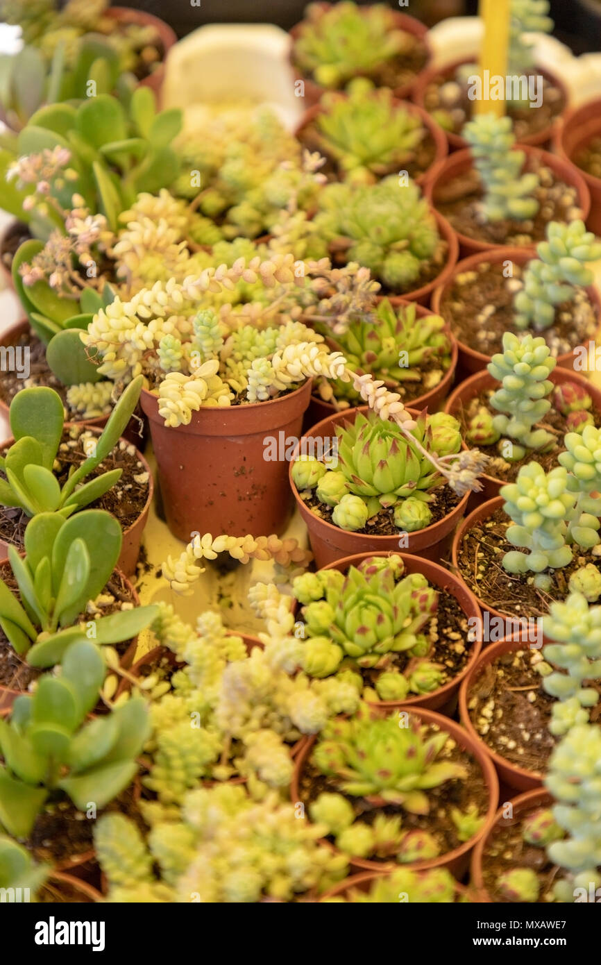 Various types of small succulents and cactus Stock Photo - Alamy