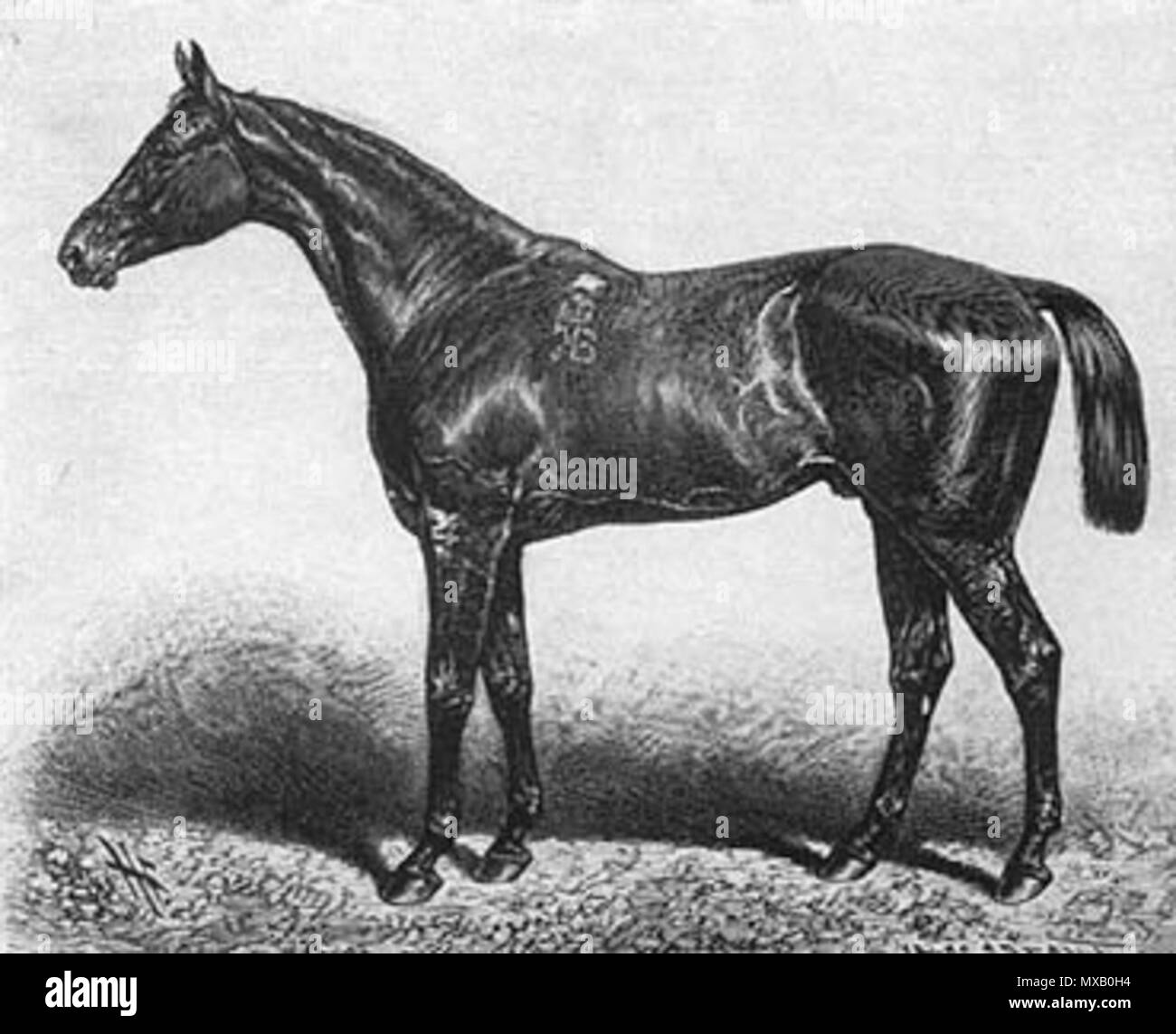 Breeding stud Black and White Stock Photos & Images - Alamy