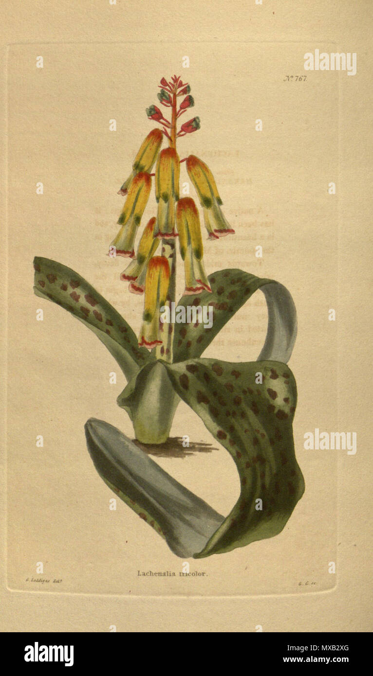 Lachenalia tricolor hi-res stock photography and images - Alamy