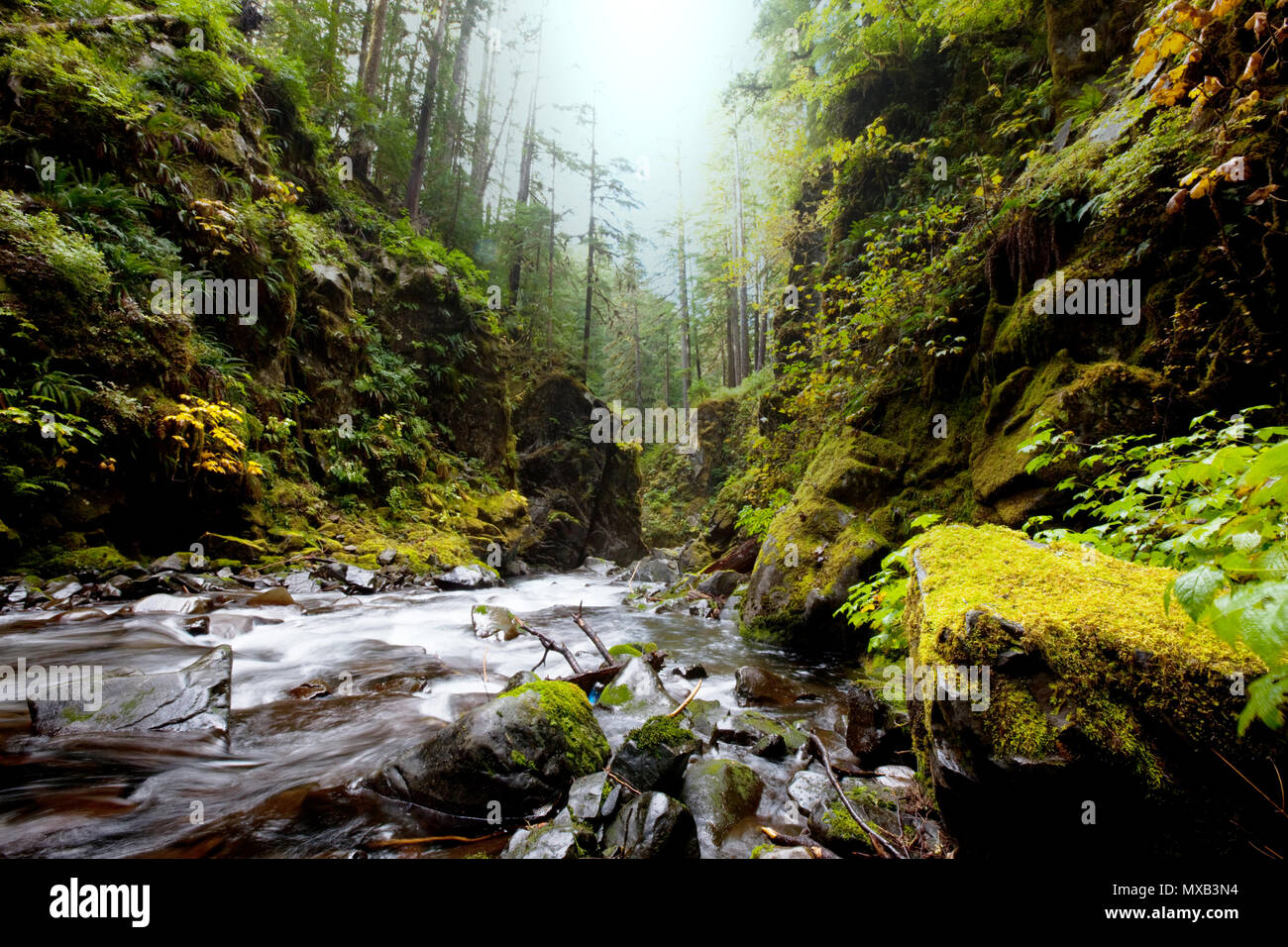 Beautiful small river in forest Stock Photo - Alamy