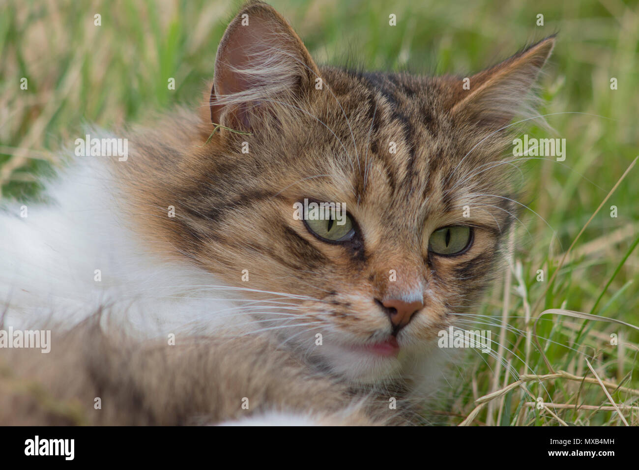 Tiger patterns hi-res stock photography and images - Alamy