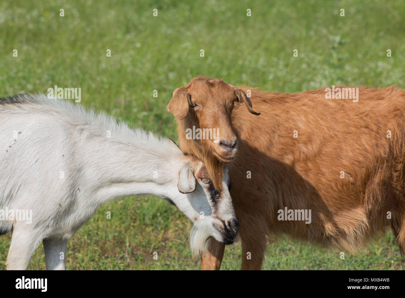 A portrait of two beautiful goats (white and red) in the scene of ...