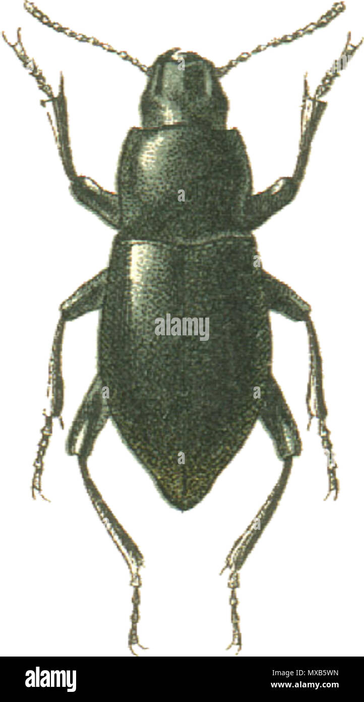 Colposcelis hi-res stock photography and images - Alamy