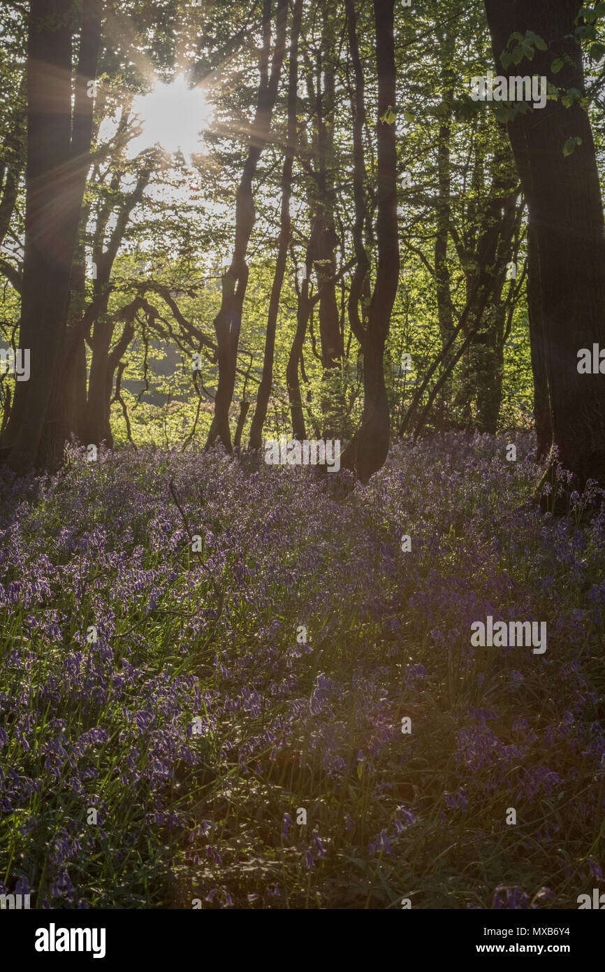 The sun rises over a beautiful bluebell wood in Meopham, Kent Featuring ...