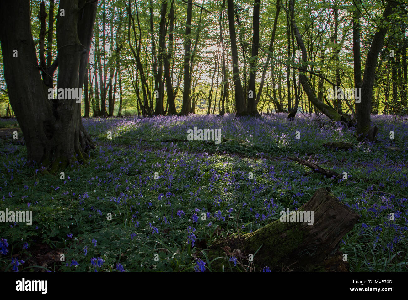The sun rises over a beautiful bluebell wood in Meopham, Kent Featuring ...