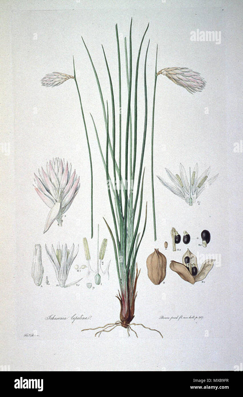 . This is a scan of Plate 1 from Ferdinand Bauer's Illustrationes ...