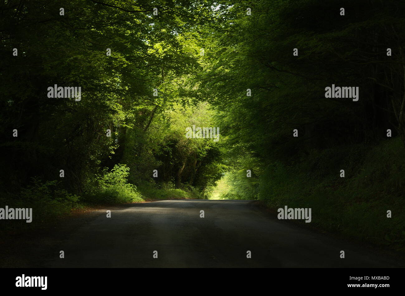 Sun dappled hi-res stock photography and images - Alamy