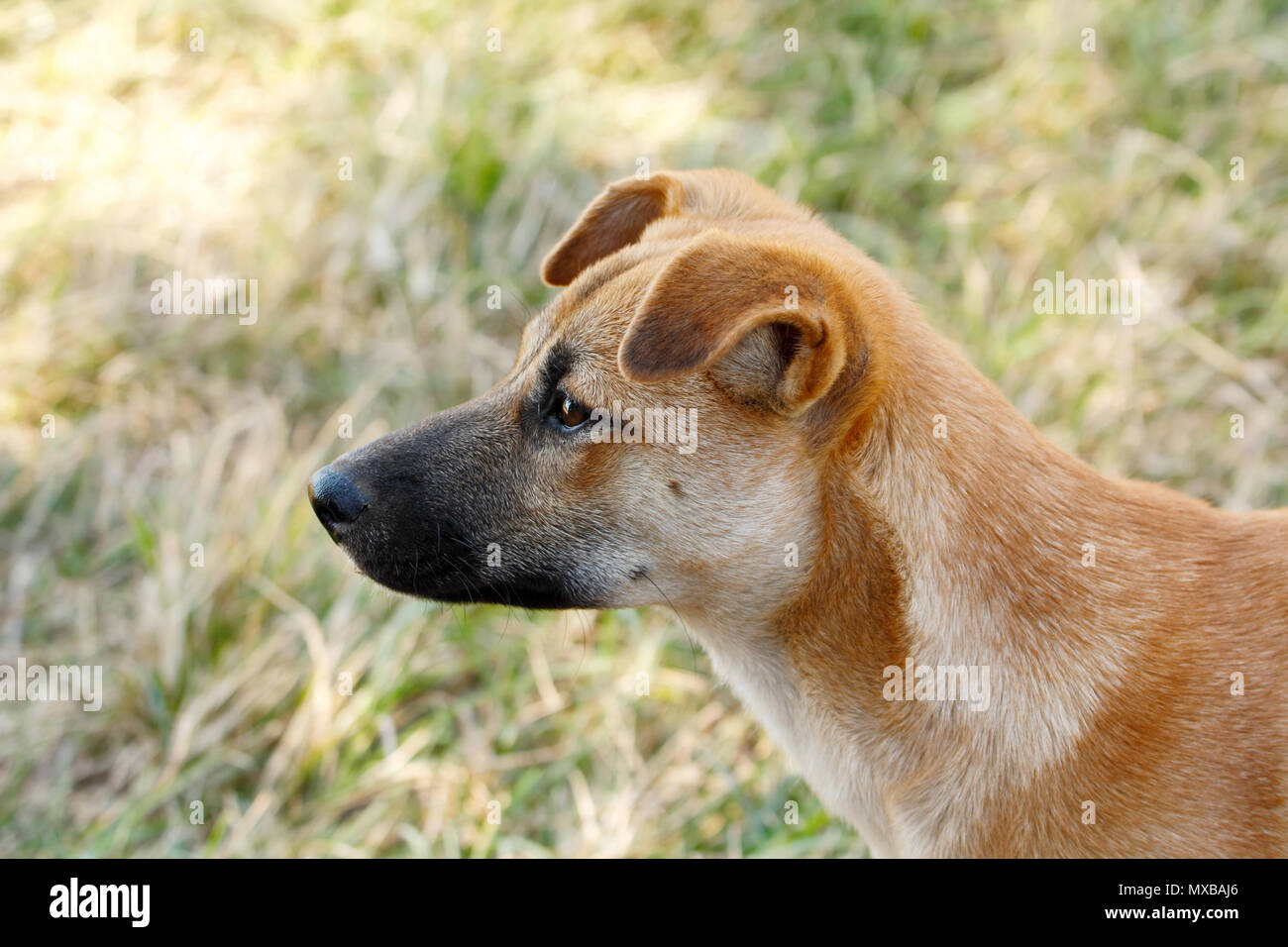 Lateral view smart dog head shot portrait Stock Photo - Alamy