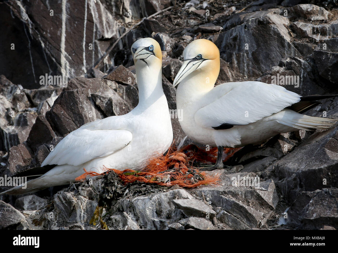 Thousands of Northern gannets gather nest material as they prepare for ...