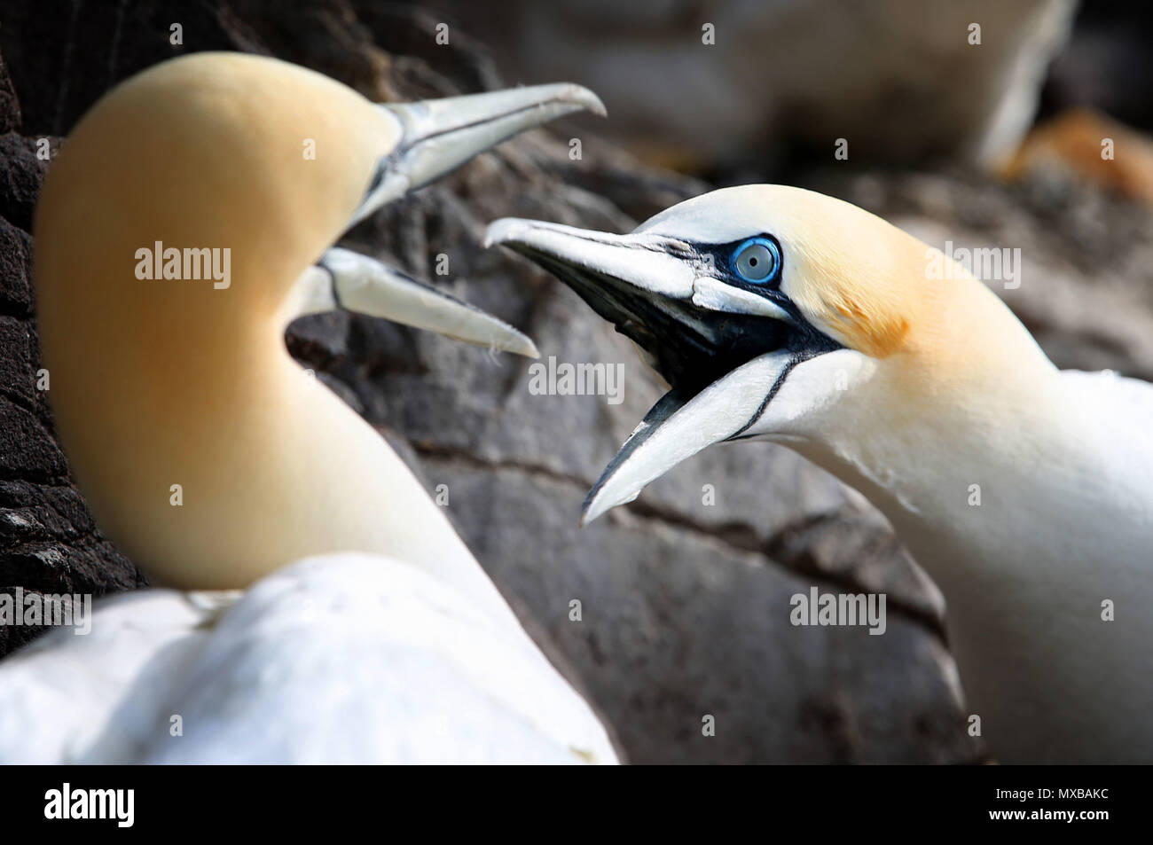 Thousands of Northern gannets gather nest material as they prepare for ...