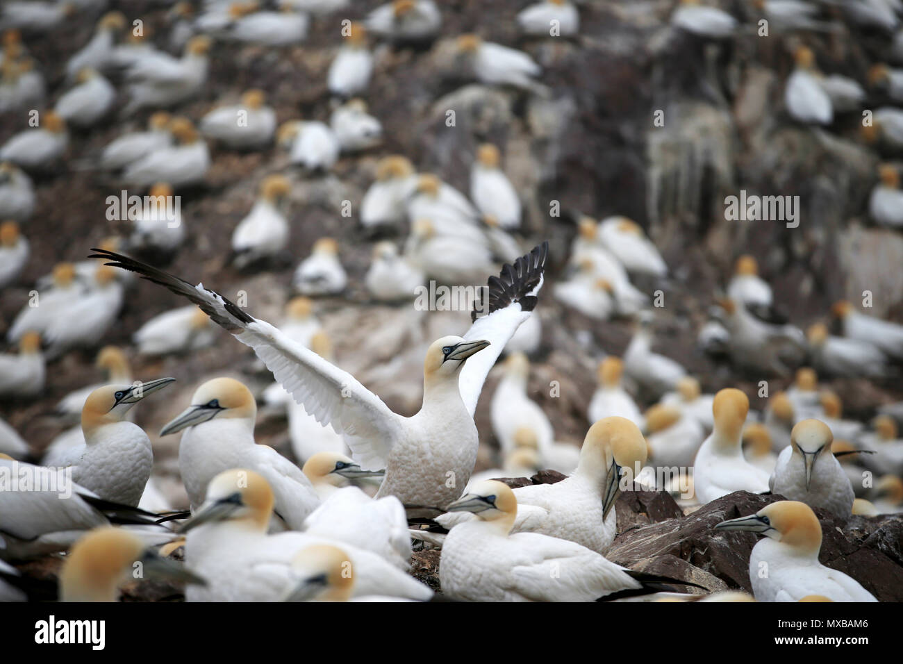Thousands of Northern gannets gather nest material as they prepare for ...