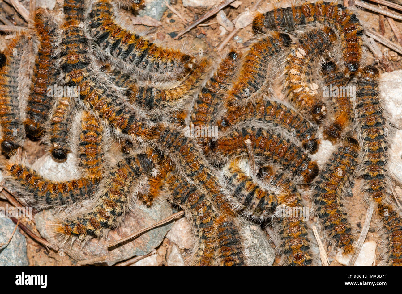 pine processionary, caterpillars, Thaumetopoea pityocampa Stock Photo ...