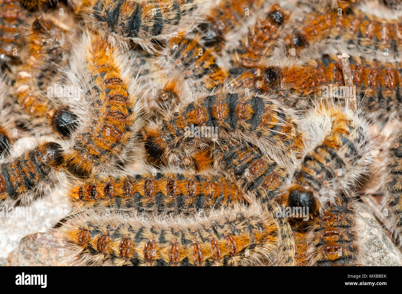 pine processionary, caterpillars, Thaumetopoea pityocampa Stock Photo ...