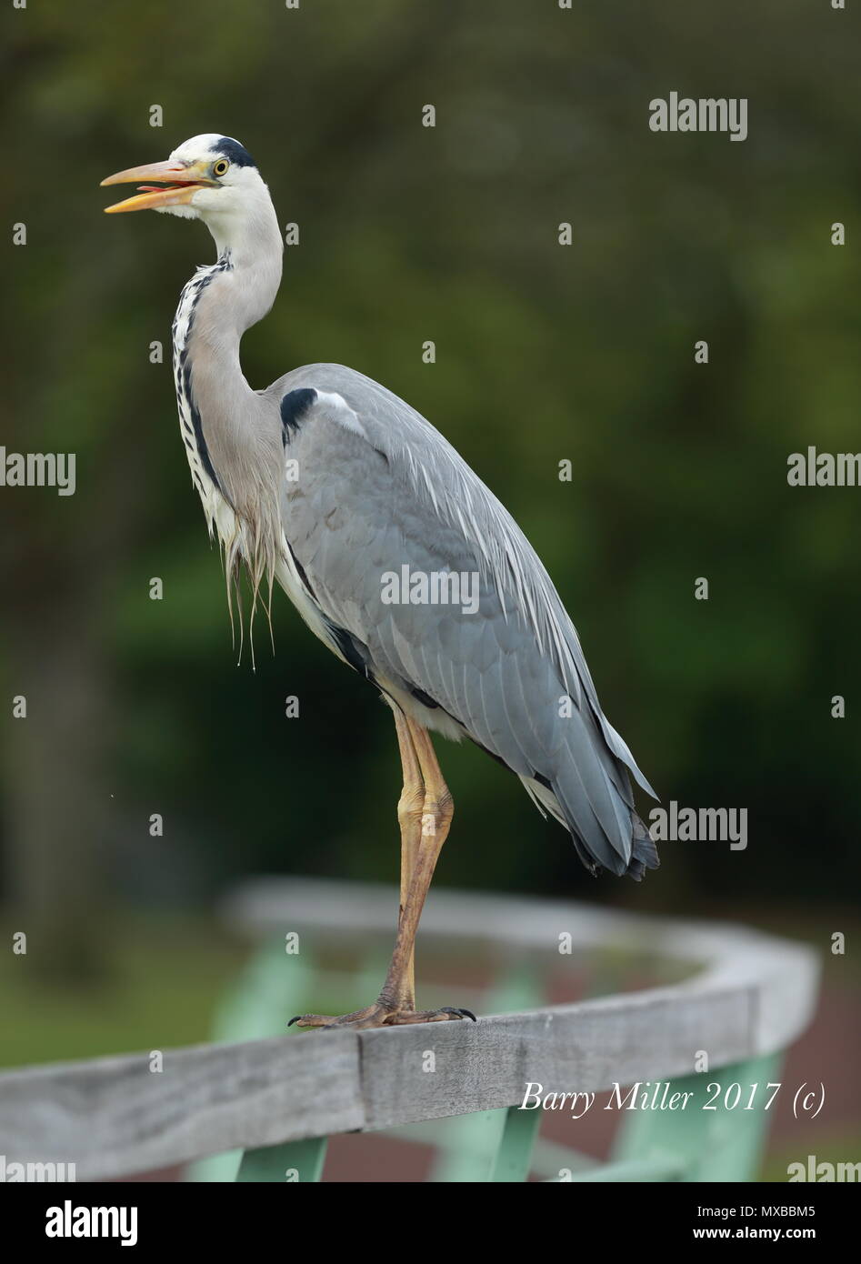 The grey heron Stock Photo - Alamy