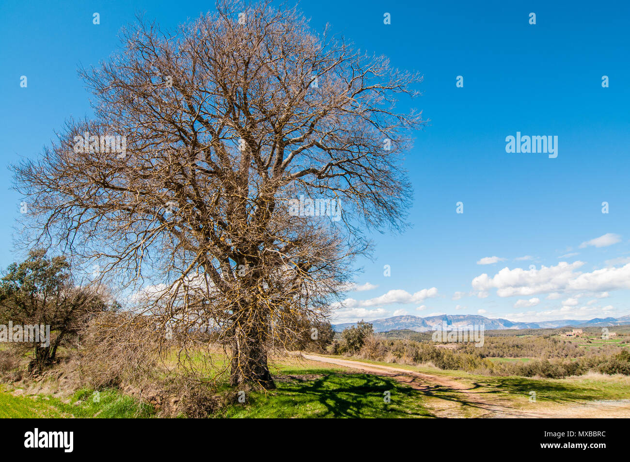 Celtis australis hi-res stock photography and images - Alamy