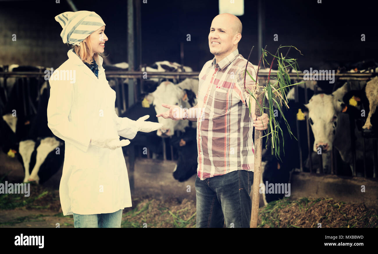 Positive couple of vets working with milky cows in cowhouse outdoors ...