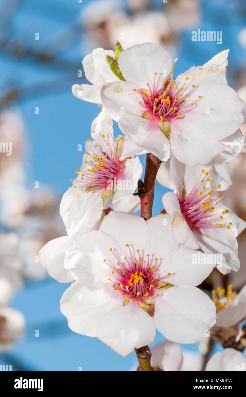 Almond flower hi-res stock photography and images - Alamy