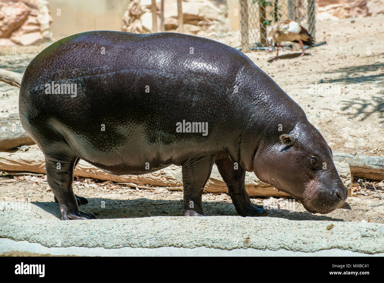 young hippopotamus with a shallow depth of field Stock Photo - Alamy