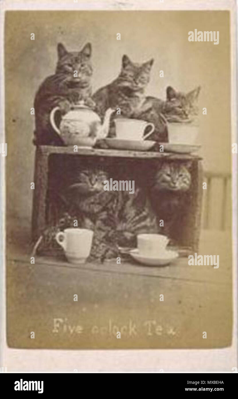 . English: 'Five o'clock Tea', a carte from 'The Brighton Cats' series ...