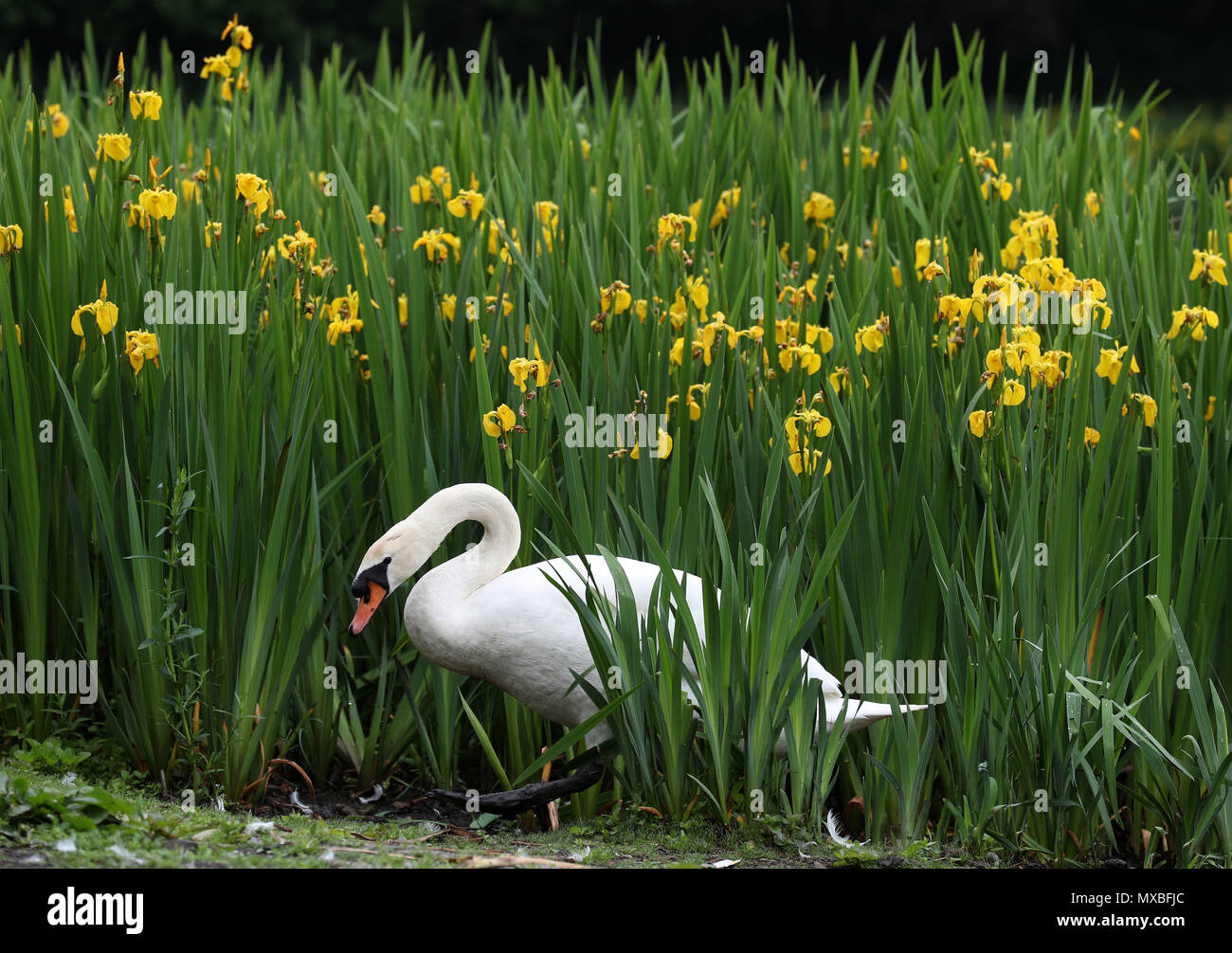 A swan makes its way through the long grass near the grounds of ...