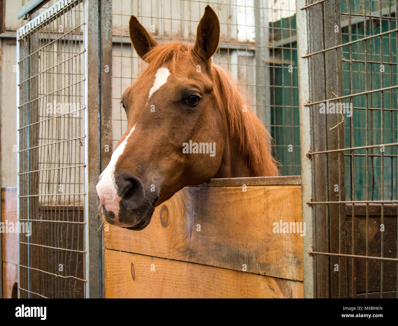 Horse in stable Stock Photo - Alamy