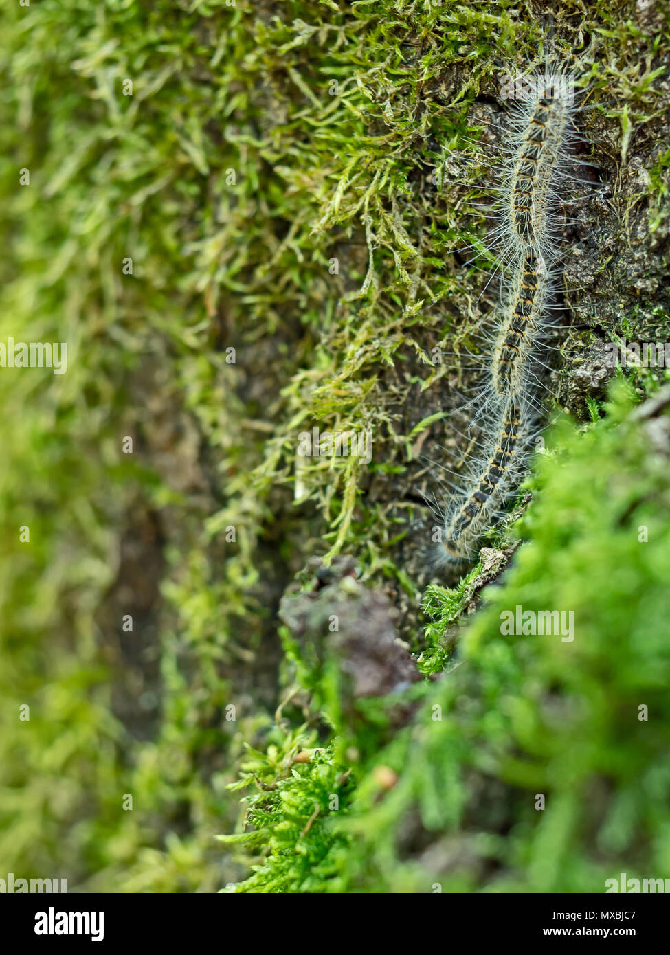 Toxic caterpillars, Oak Processionary Moth. Thaumetopoea processionea ...
