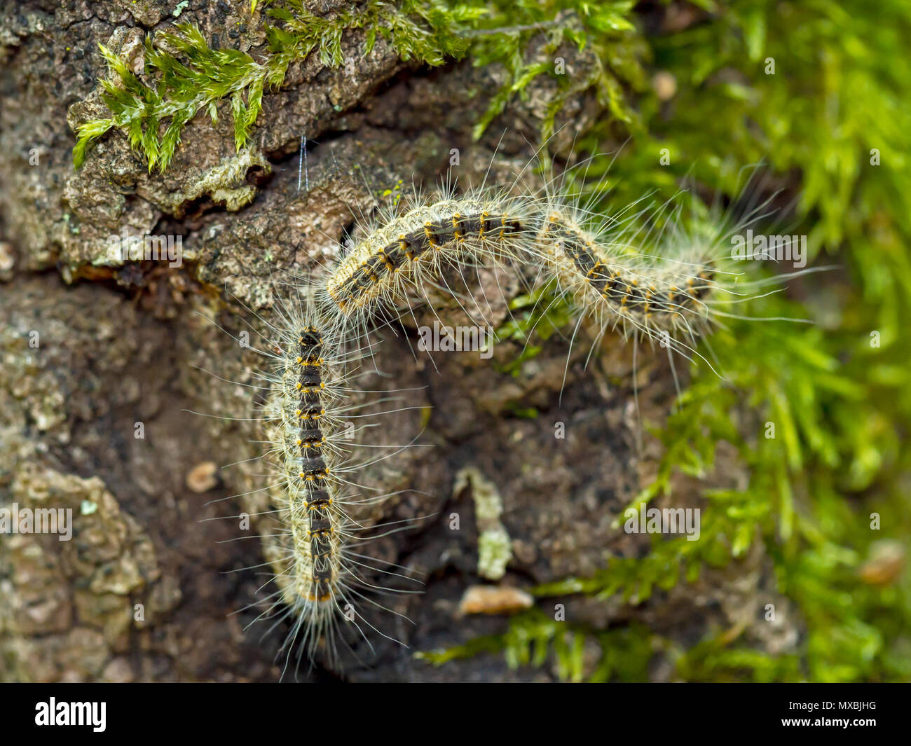 Toxic caterpillars, Oak Processionary Moth. Thaumetopoea processionea ...